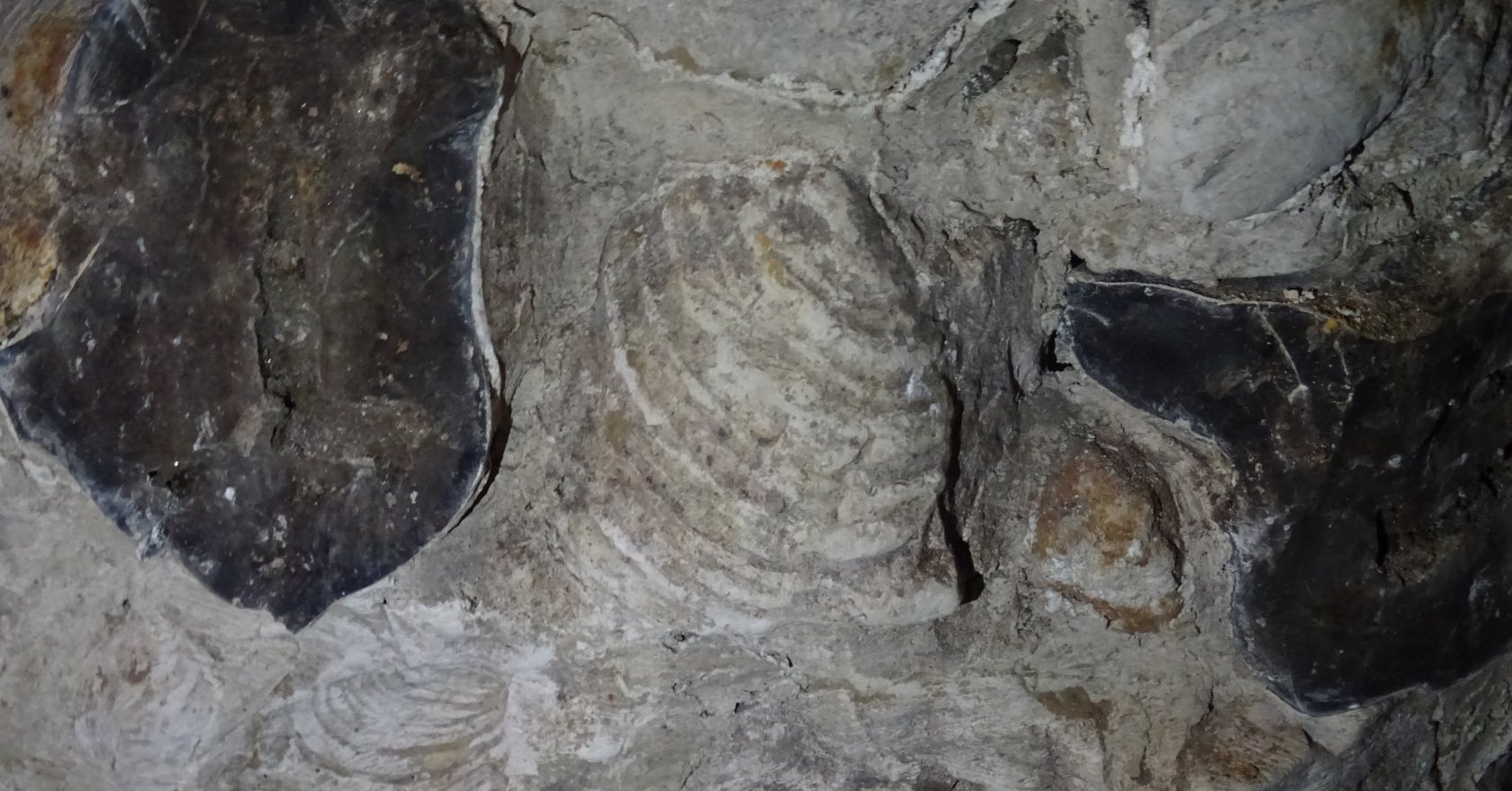 Inocérames fossiles et rognon de silex, Naours - Géodiversité.NET