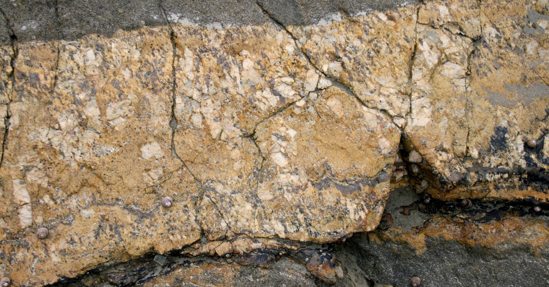 Détail de filon de pegmatite - Roscoff - Géodiversité.NET