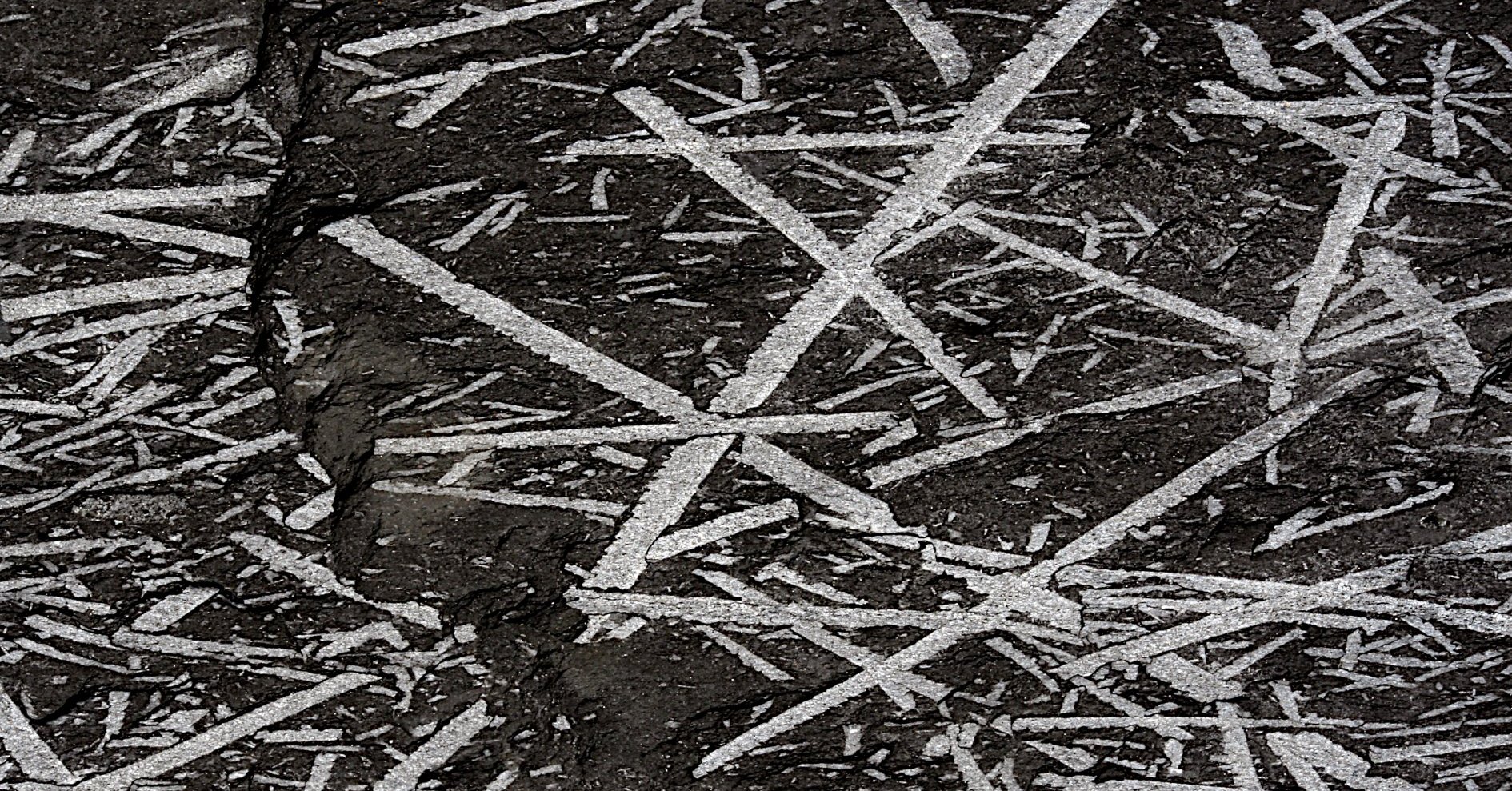 Fossiles de Graptolites, Monograptus - Géodiversité.NET