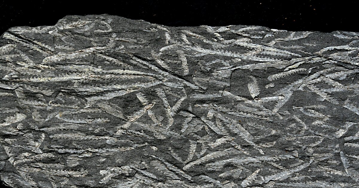 Fossiles de Graptolites, Didymograptus - Géodiversité.NET