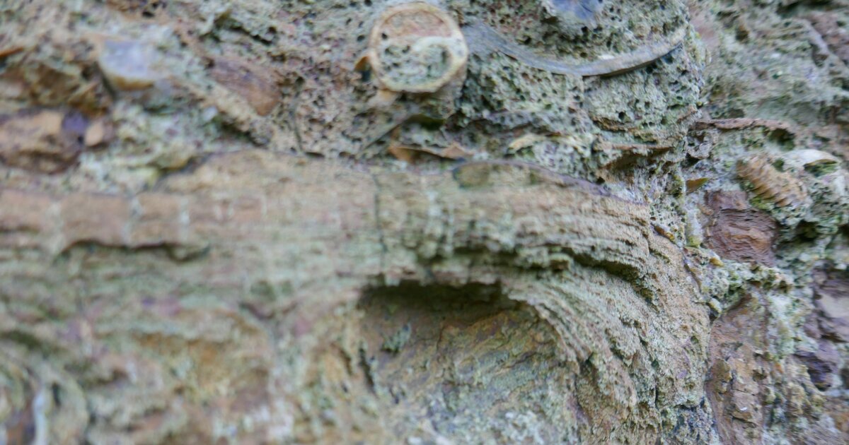 Stromatolithe dans la caillasse de Bayeux - Géodiversité.NET