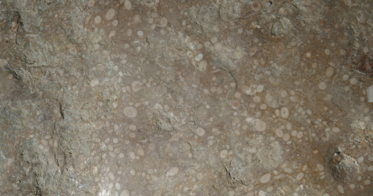 Calcaire à alvéolines de Minerve. - Géodiversité.NET