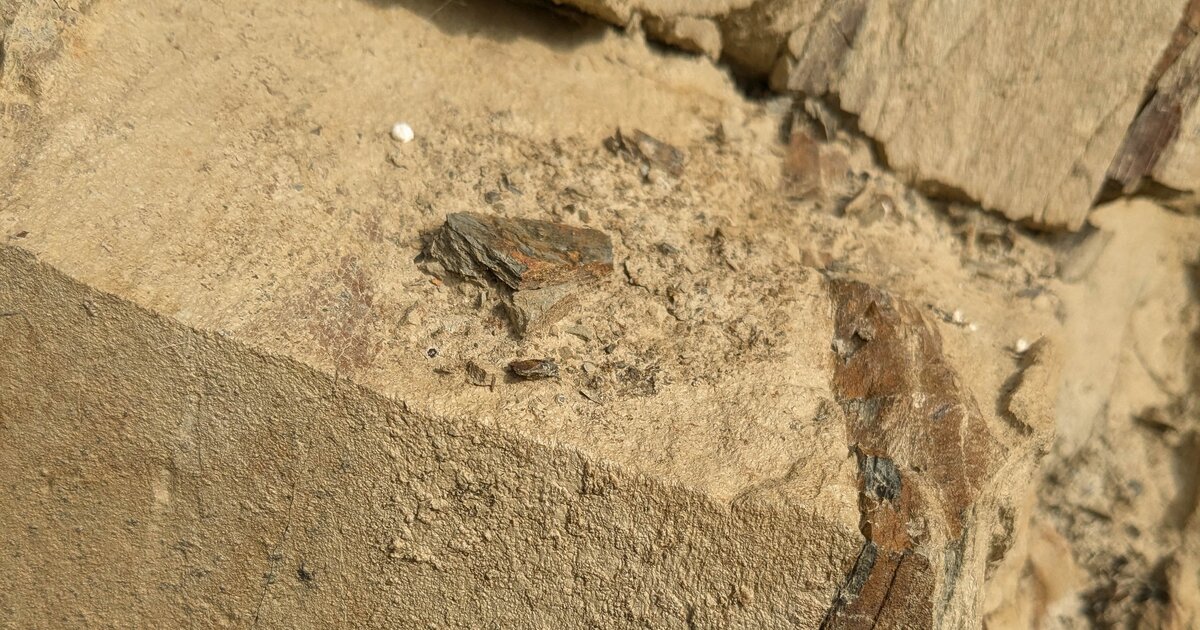 Affleurement de la Formation de type Normand (la Laize) - Géodiversité.NET