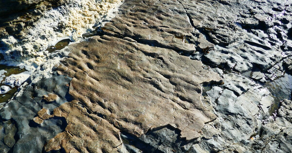 Ripples marks dans la formation cambrienne de Carteret - Géodiversité.NET