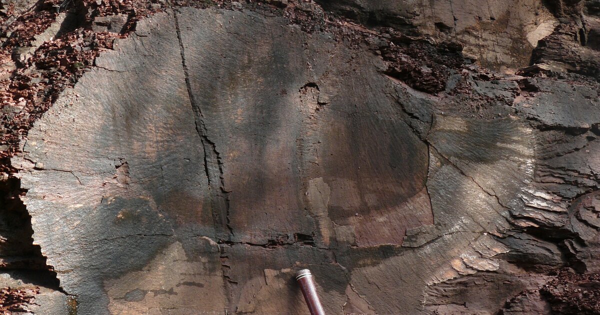 Plumose structure dans les Pelites du Salagou - Géodiversité.NET