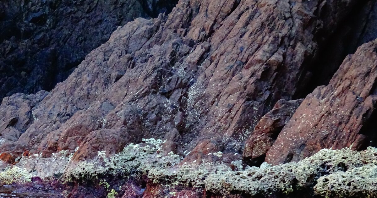 Corniche de Lithophyllum à Scandola - Géodiversité.NET