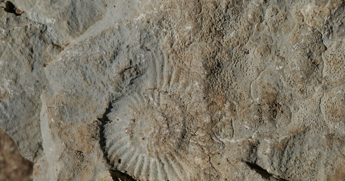 ammonite jurassique, Gorges de la Vis - Géodiversité.NET